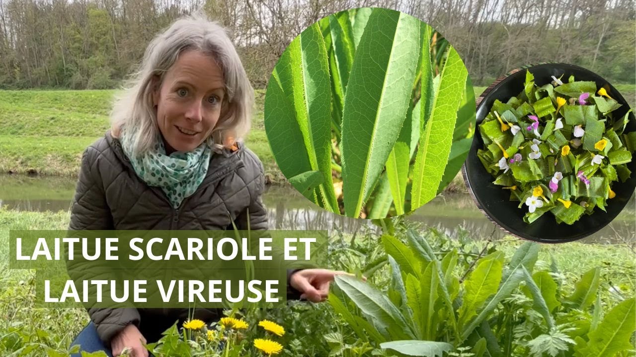 Laitue scariole et laitue vireuse - nos 2 laitues sauvages - YouTube