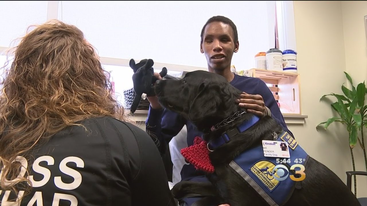 Pender - The Adorable And Beloved Therapy Dog - YouTube
