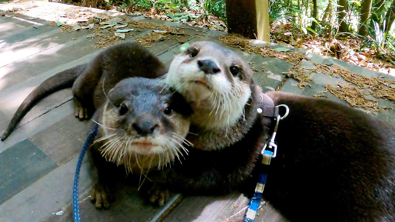 The otters flirting with each other for a bit while strolling in the ...