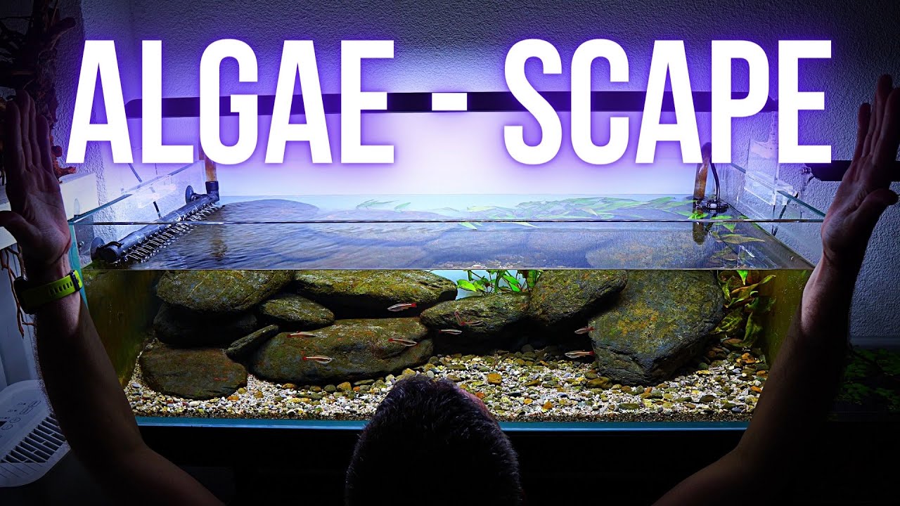 Step by step RIVER AQUASCAPE tank FULL OF ALGAE | EP1 HILLSTREAM ...