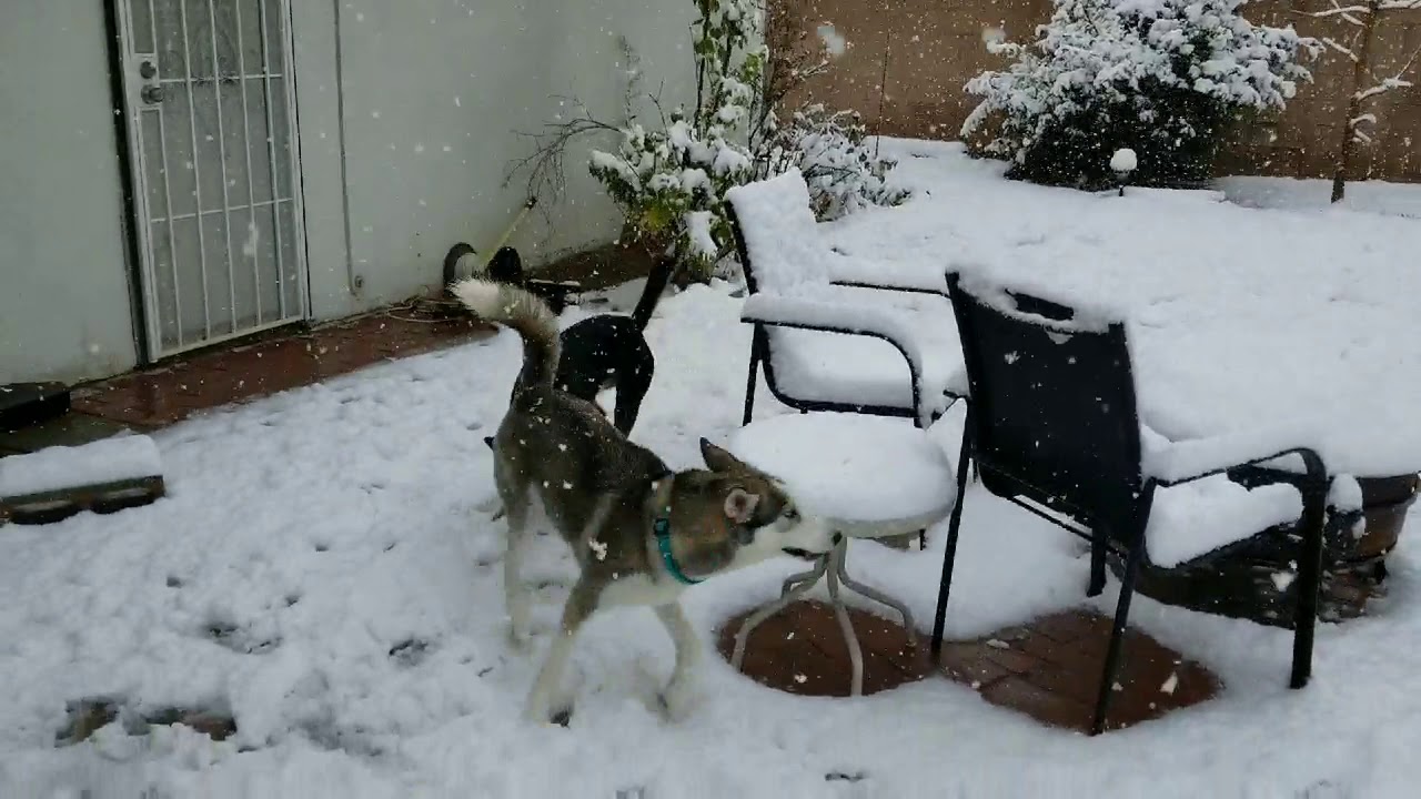 The dogs first snow day - YouTube