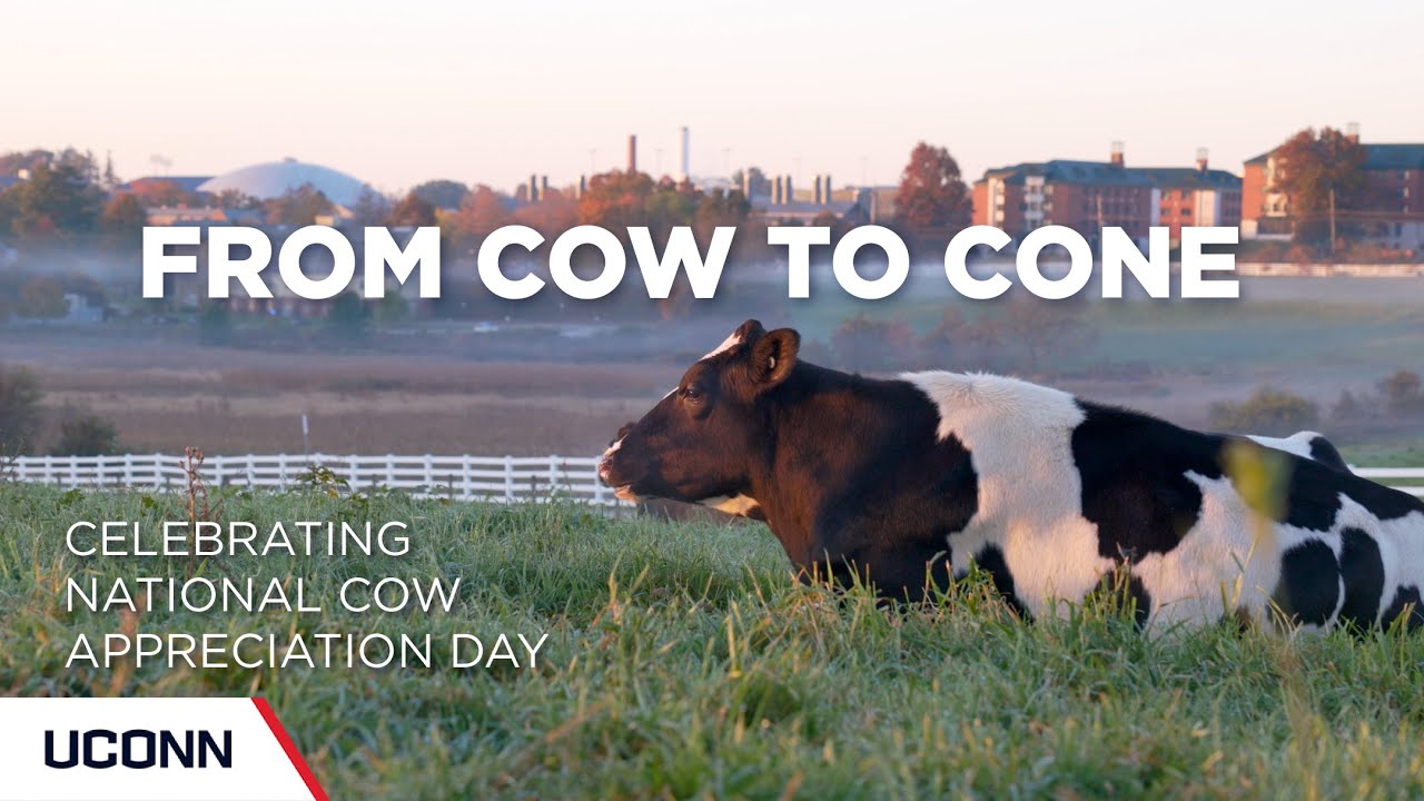 From Cow to Cone | UConn - YouTube