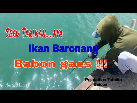 Keseruan Mancing Ikan Baronang  #Pelabuhan Tadette Belopa