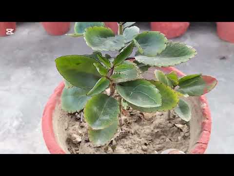 How to grow and care patthar chatta/ stone leaves plant. - YouTube