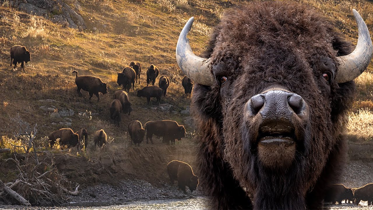 Dangerous American Bison River Crossing: Yellowstone National Park ...