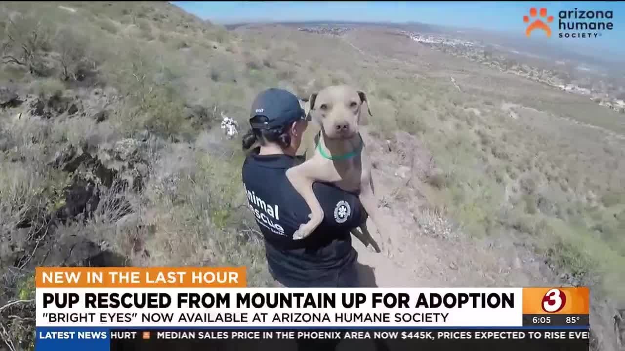 Dog up for adoption after being rescued from mountain in Phoenix - YouTube