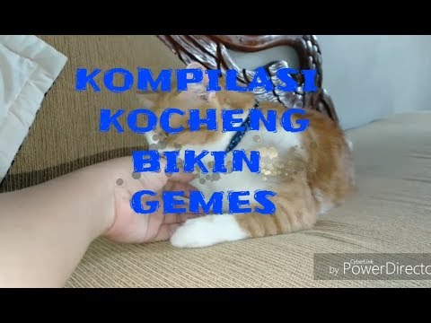 #UCIL_OLOL_LEHO(UOL) Kompilasi kucheng bikin gemes - YouTube