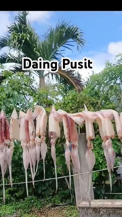Buhay Probinsya #pusit #shorts #lennf - YouTube