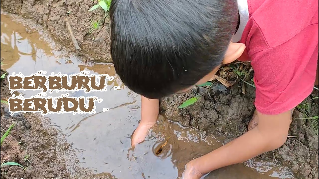 Berburu Berudu di Bekas kolam Ikan . Dapat Banyak nih GUYSS... - YouTube