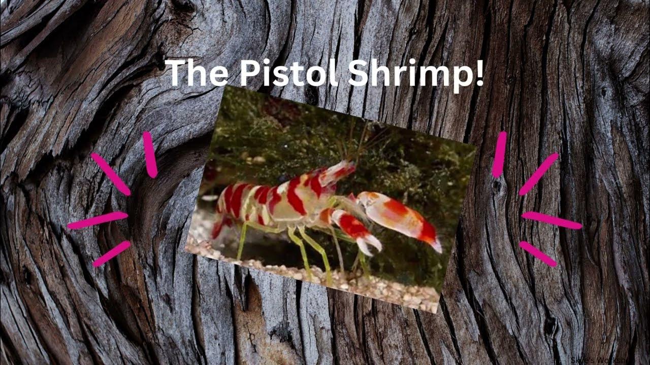 DID YOU KNOW?! (Animal Edition) Unique and interesting animal facts ...