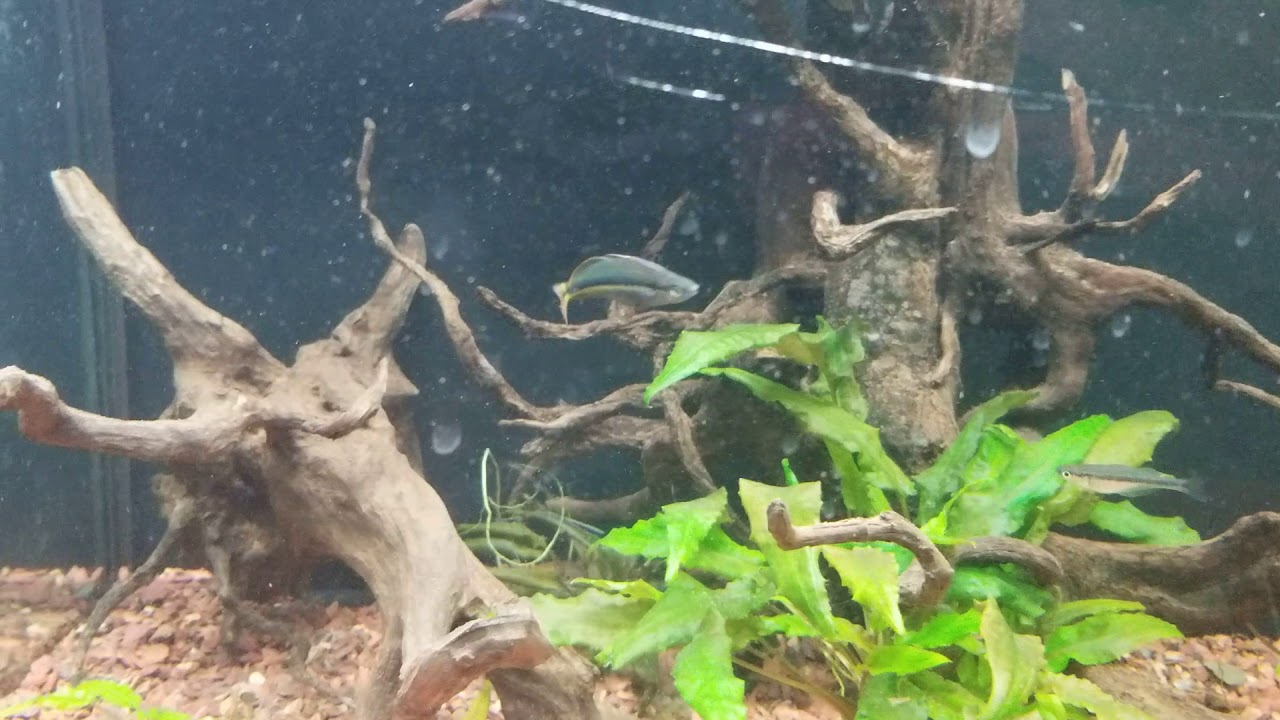Wapoga River Rainbowfish species C. Alleni in breeding dress! - YouTube