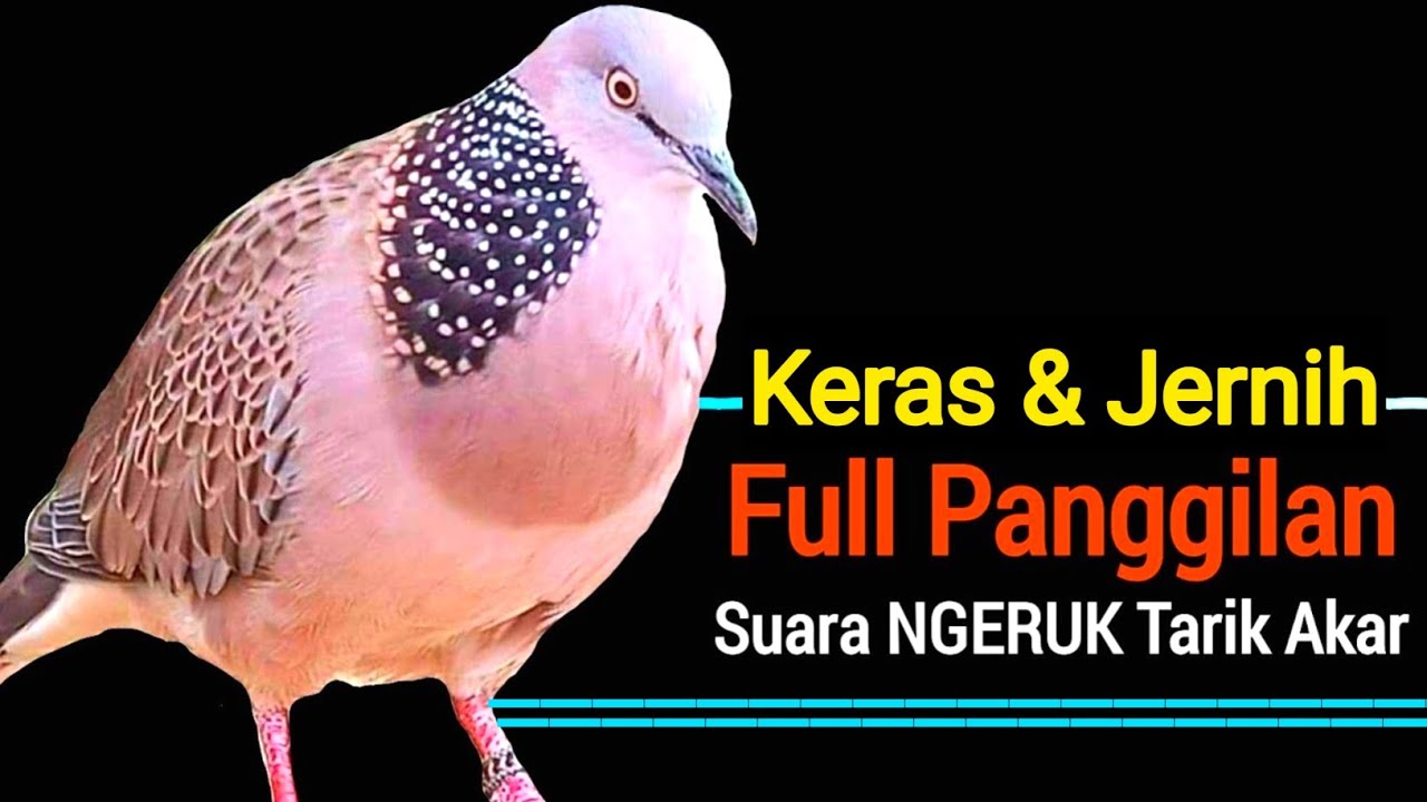 Suara Burung Tekukur Pikat MP3 Paling Gacor Untuk Pancingan - YouTube