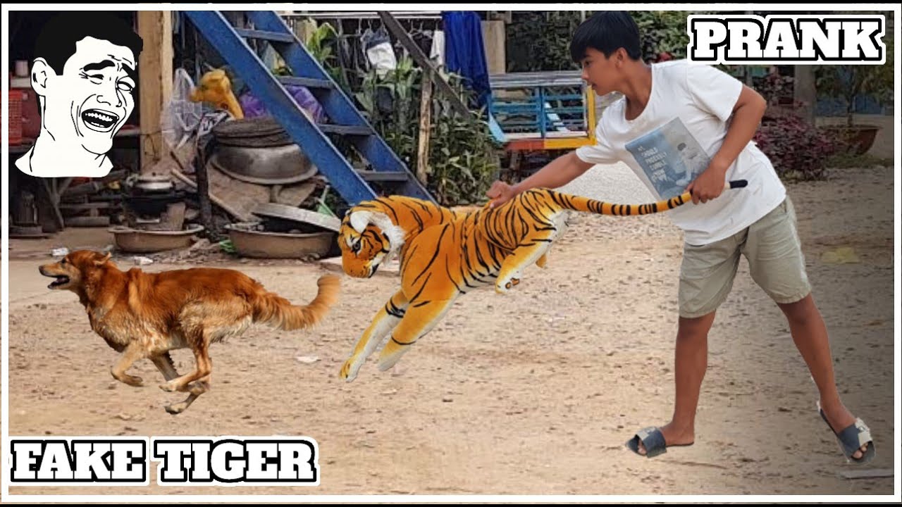 Fake tiger prank dog and how can i stop laugh funny - Try Not To Laugh ...