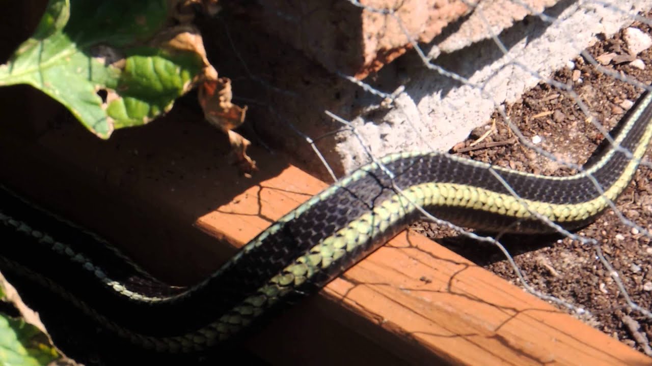 {Common Large Garter Snake} HD 1080p - YouTube