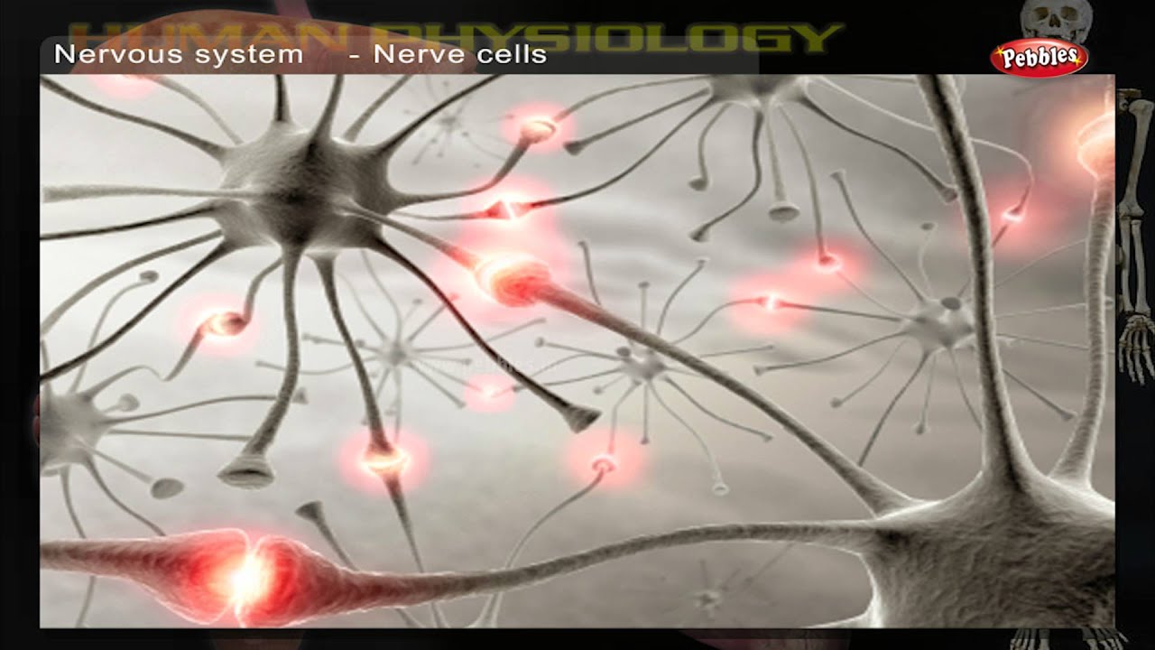 Nervous System | How Human Body Works | Human Body Parts and Functions ...