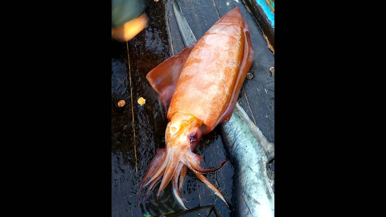Rhomboid squid release - YouTube
