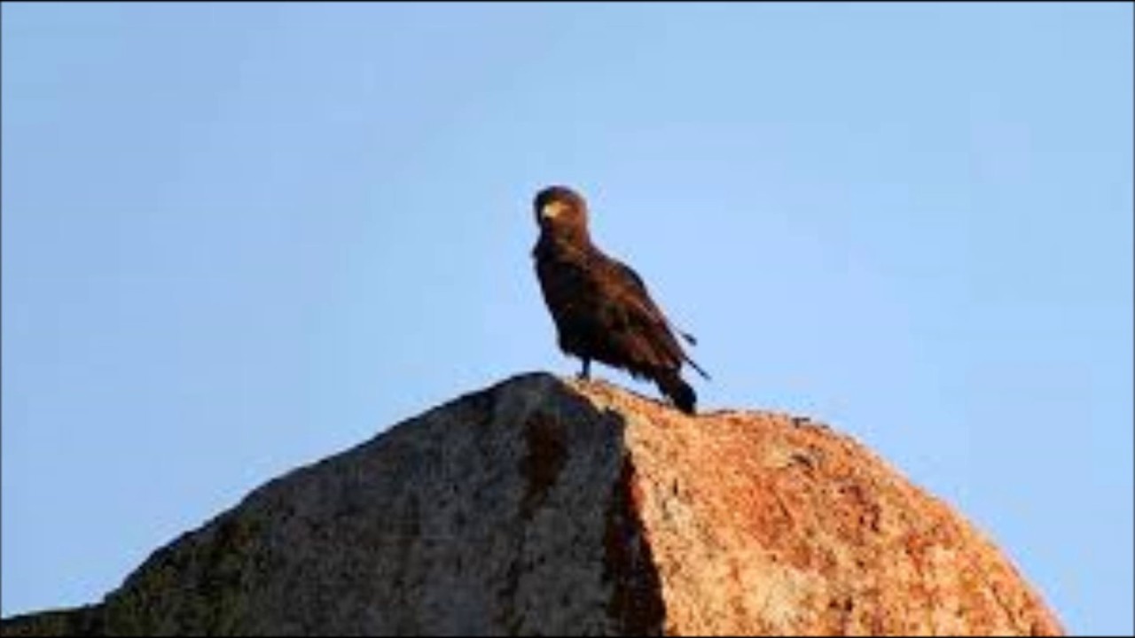 Daisy Chenjerai - Zai Regondo - YouTube