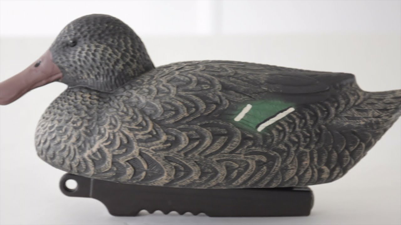 Appelant Souchet femelle HD - YouTube