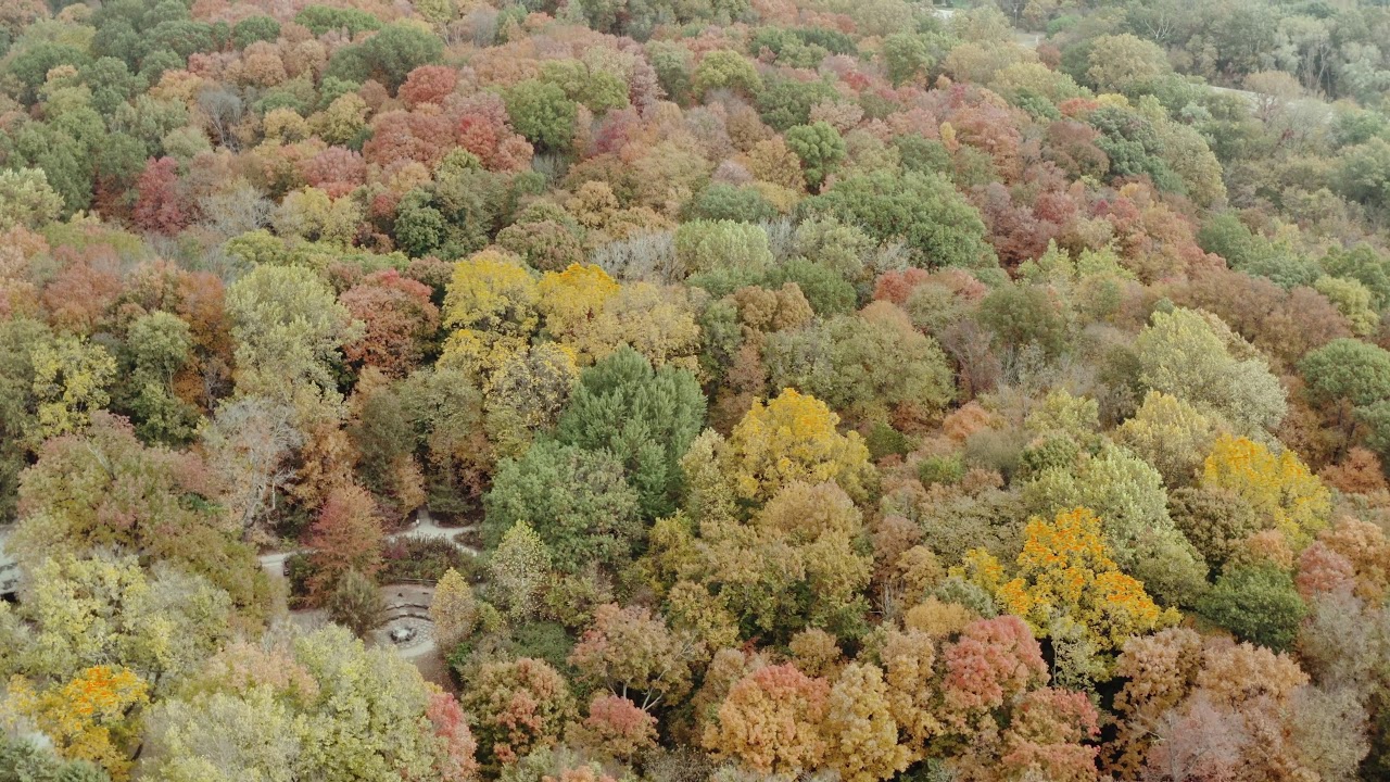 Forest BackGround Video : Drone Footage Of Trees In A Forest | 4K Video ...