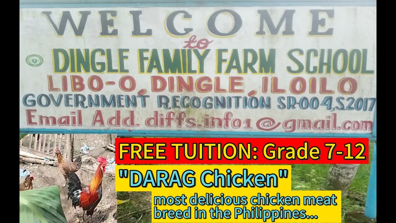 Dingle Family Farm School and "DARAG" Chicken breed - YouTube
