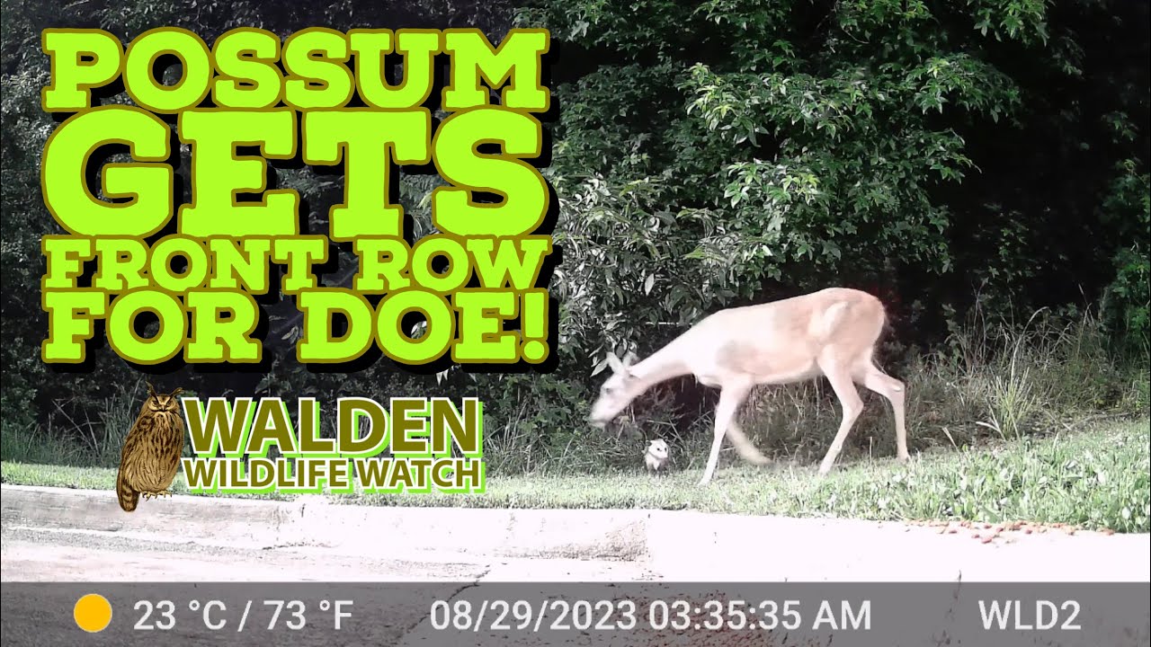 #POSSUM: ‘Howdy Miss Doe!’ DOE: ‘Howdy-do Mr. Possum!’ 😂 - YouTube