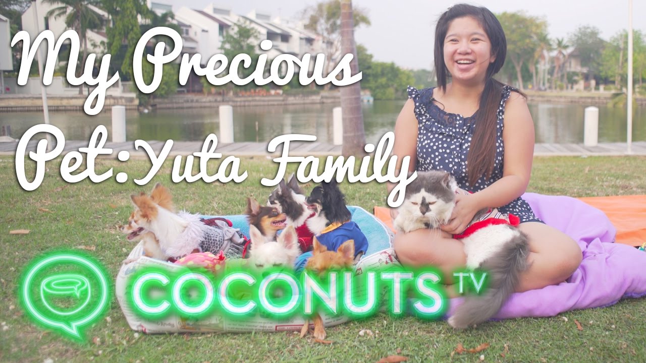 Yuta Family: 7 chihuahuas and a bossy cat | My Precious Pet Episode 5 ...