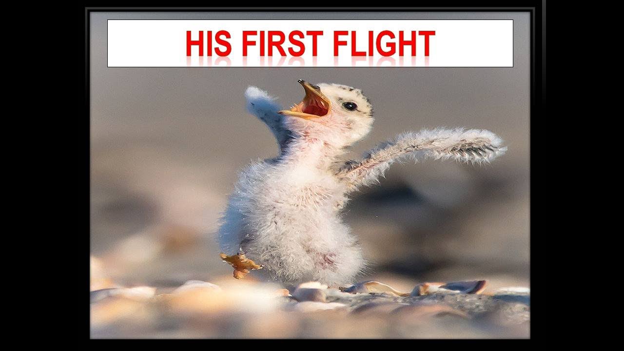 Best Explanation on His First Flight class 10 English - YouTube