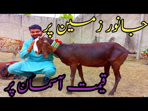 gaban bakraye shahpur khanjra mandi lahore 2023 betal or nagra nasal ki ...