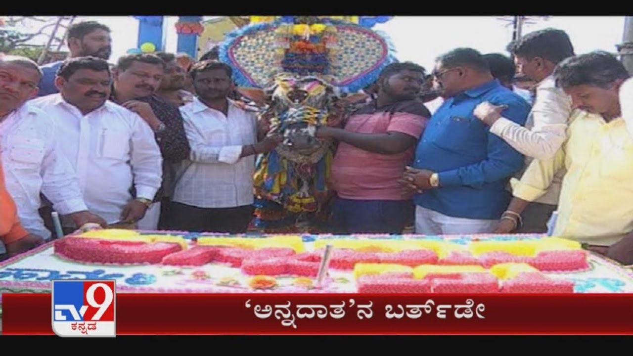 Man Celebrated Grand Birthday Of Lucky Bull ' Annadata Hori' In Haveri ...