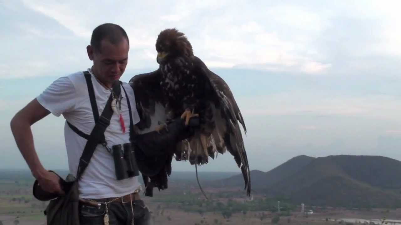 Golden Eagle Training - YouTube