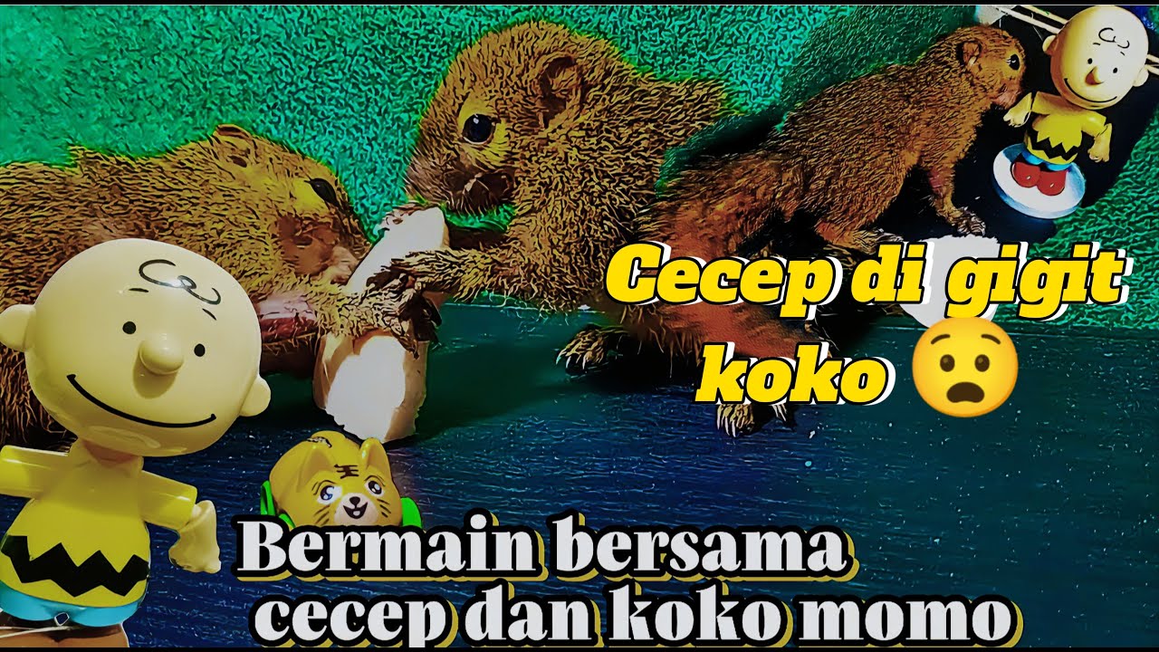 Bermain Bersama Cecep Dan Si Imut Koko Momo|| Bermain - YouTube