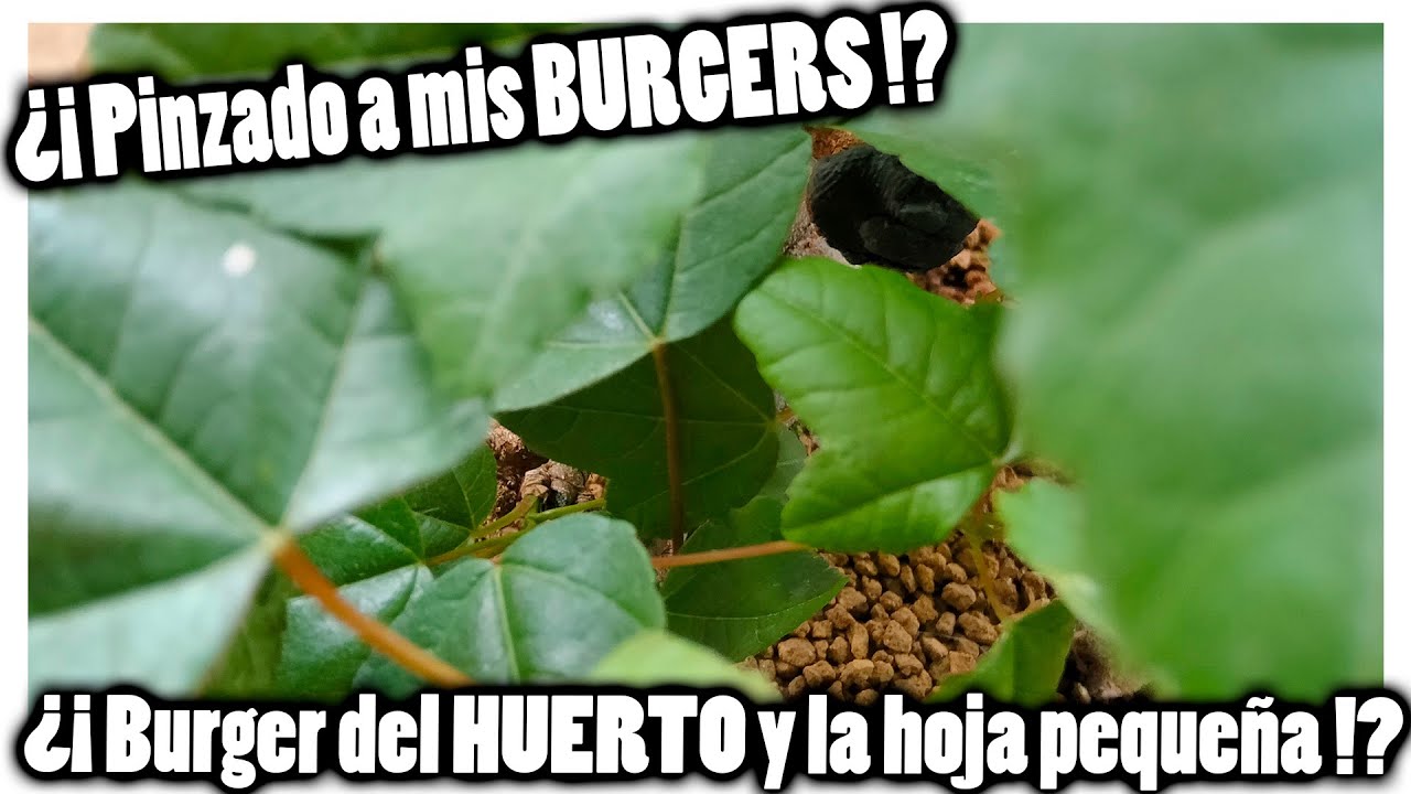 PINZANDO a los BURGERS de mi casa! - YouTube