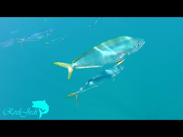 Mahi Mahi Swimming In Water