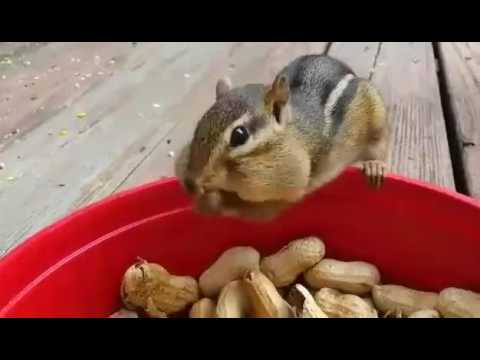 Sincap Kabuklu Fıstığı Bütün Ağzına Atarsa