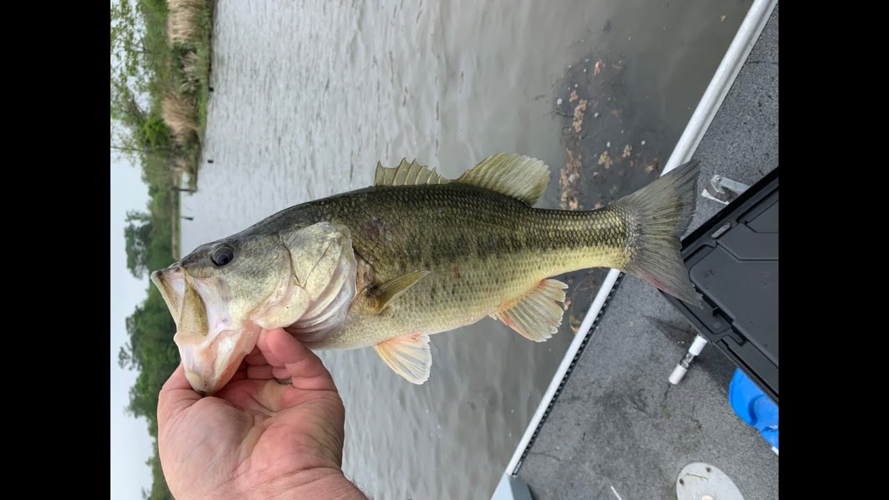 Southern Sabine River Bass Fishing - YouTube