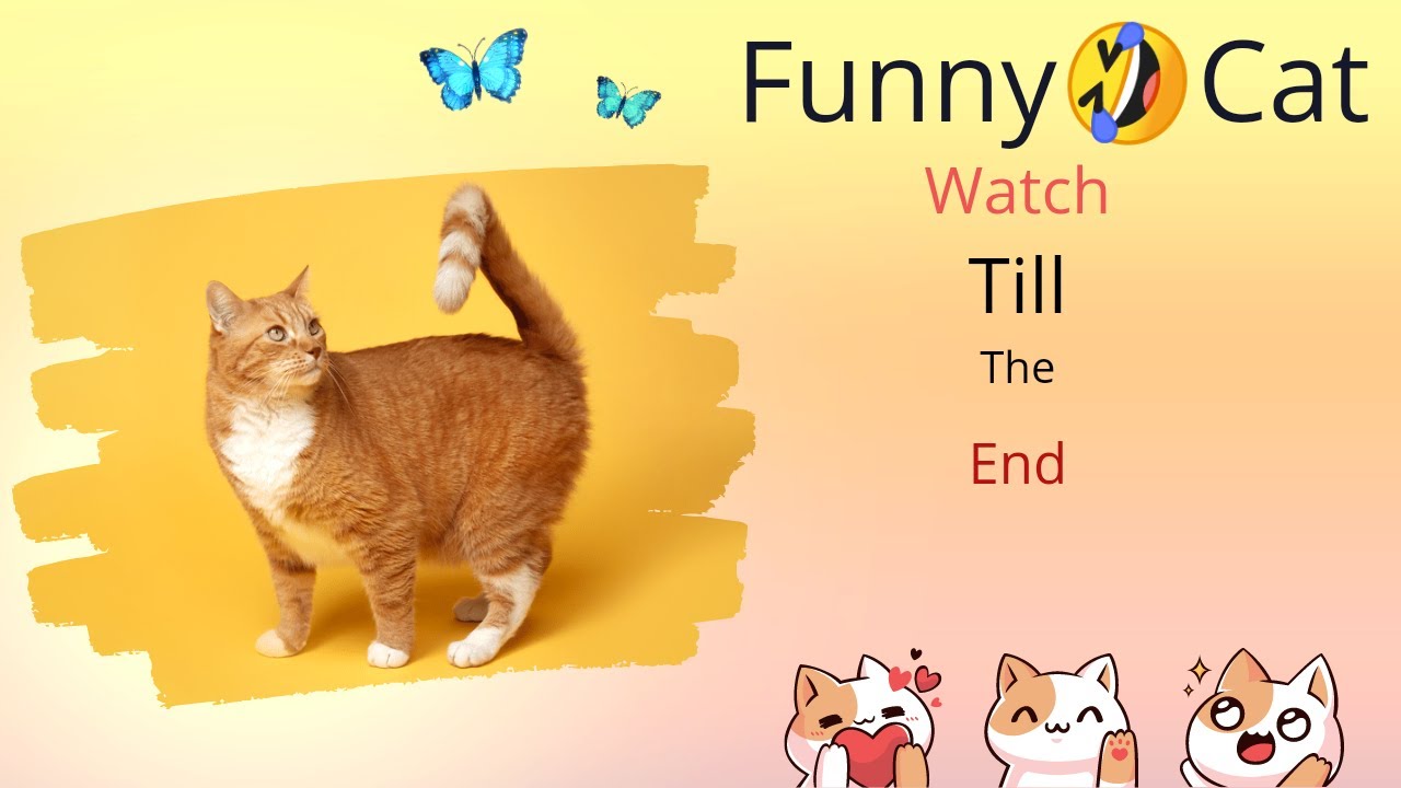Funny 🤣 Cat Videos Will Make You Laugh Your Head Off Funny Pussy Cat