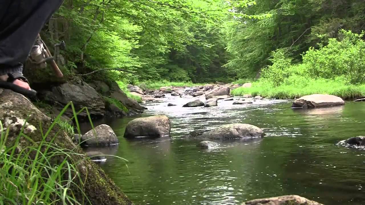 Brook Trout Stream - YouTube