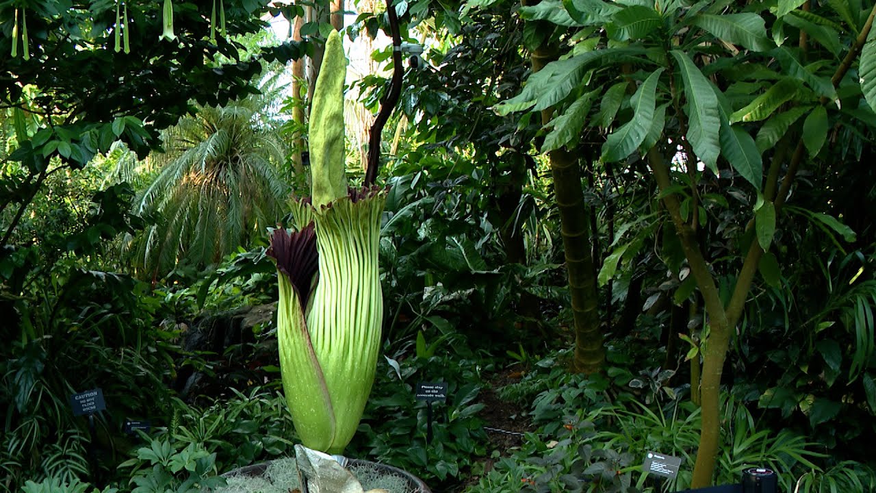 Corpse Flower Botanic Garden Adelaide | Best Flower Site