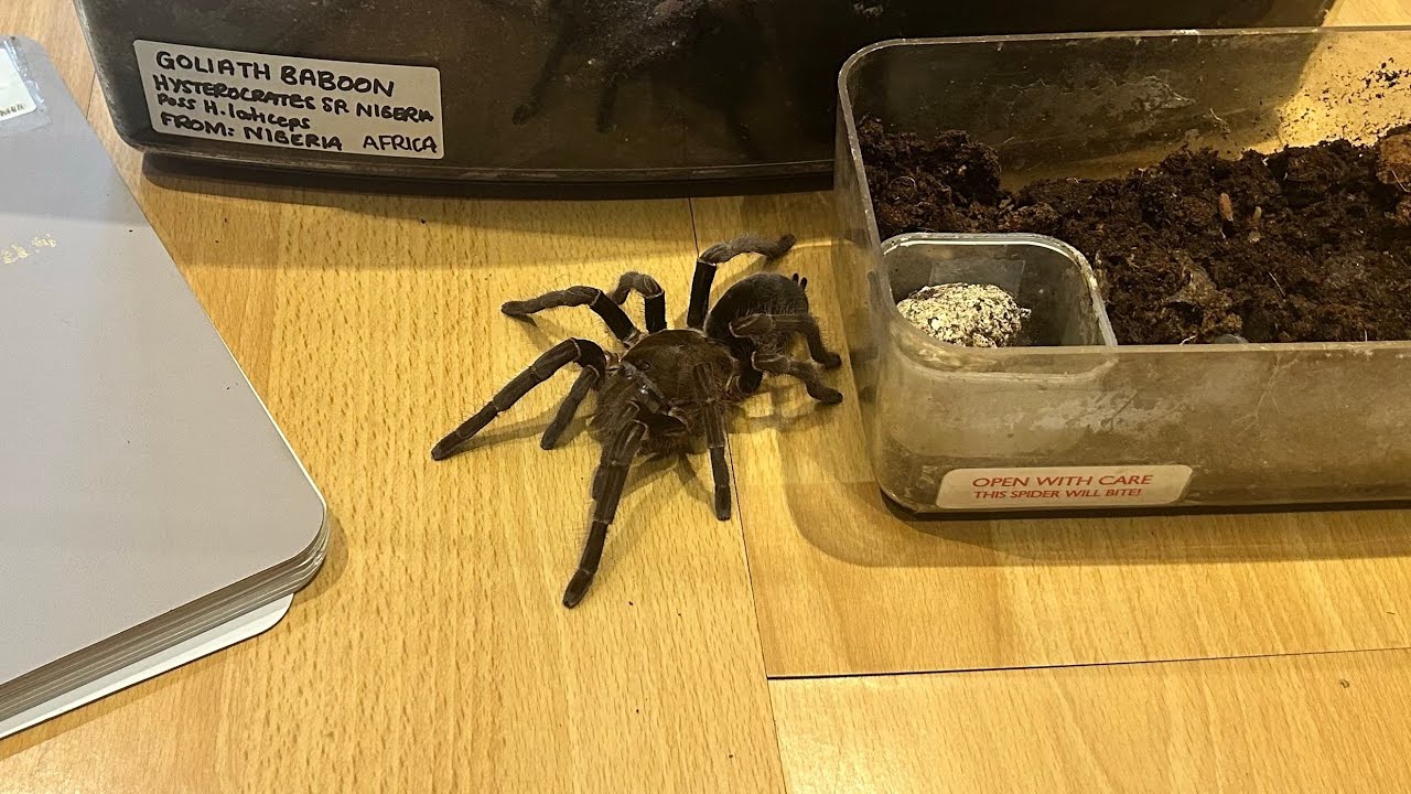 How to care for a Tarantula Egg Sac (The Proper Way) - YouTube