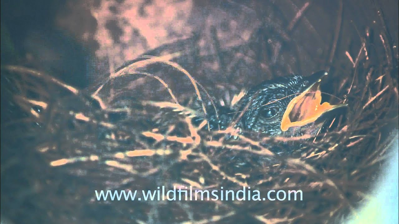 Magpie Robin chicks in nest, Panna - YouTube
