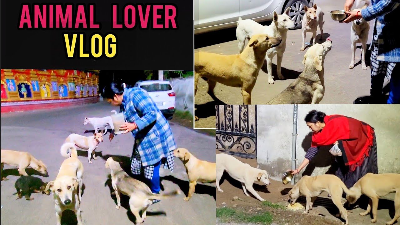 Street Dogs Love ️| Vlog| Animal lover| Feeding stray dogs| Stray ...