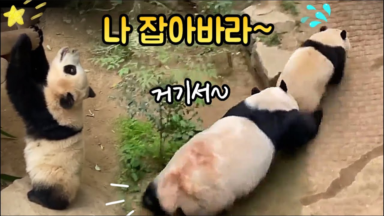 난리법석 장꾸 푸바오 솜털 아기판다 푸바오와 끝까지 놀아주는 엄마의 추억영상 재구성 편 Youtube