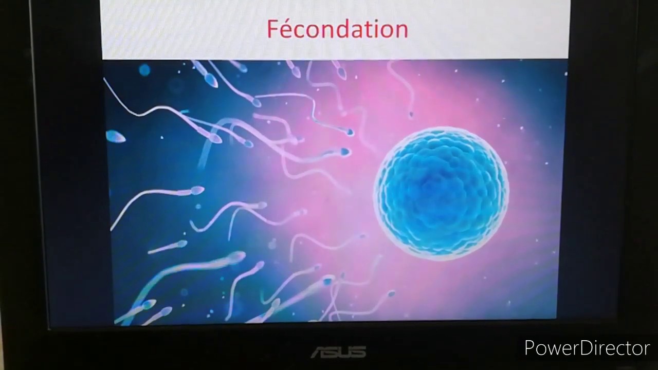 Cours Fécondation partie 1 - YouTube