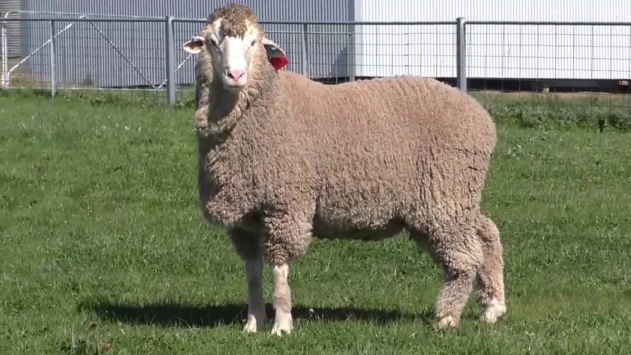 Kerin Poll Merino Stud 2016 Rams - LOT 11 - YouTube