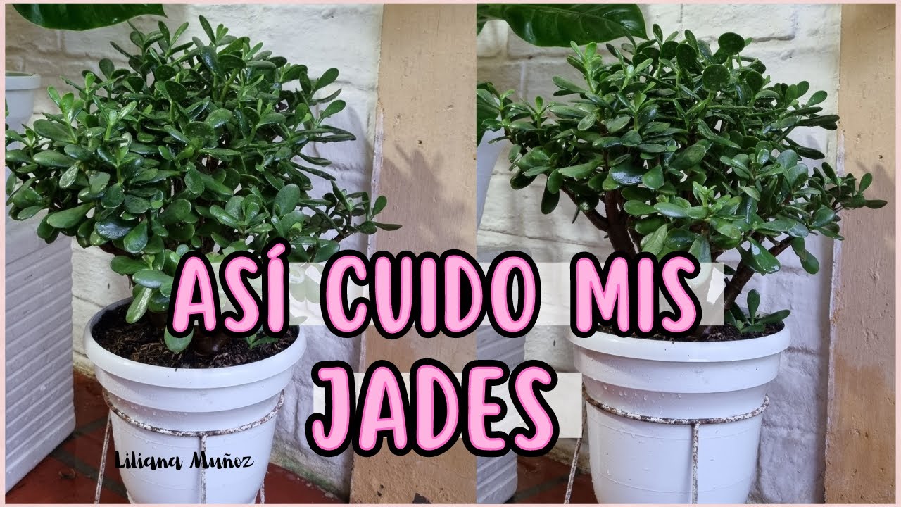 😍7 SECRETOS QUE GUARDA EL ARBOL DE JADE PARA TI/Liliana Muñoz - YouTube