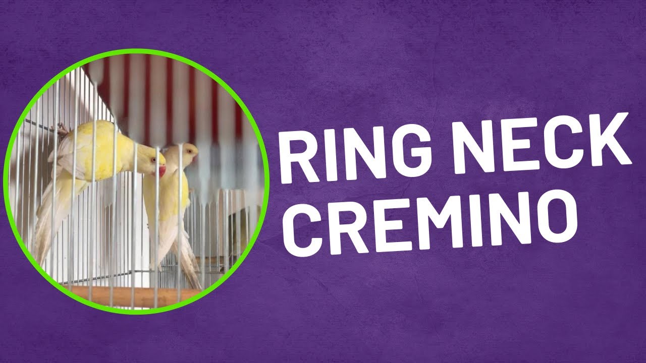 Ring Neck Cremino - YouTube