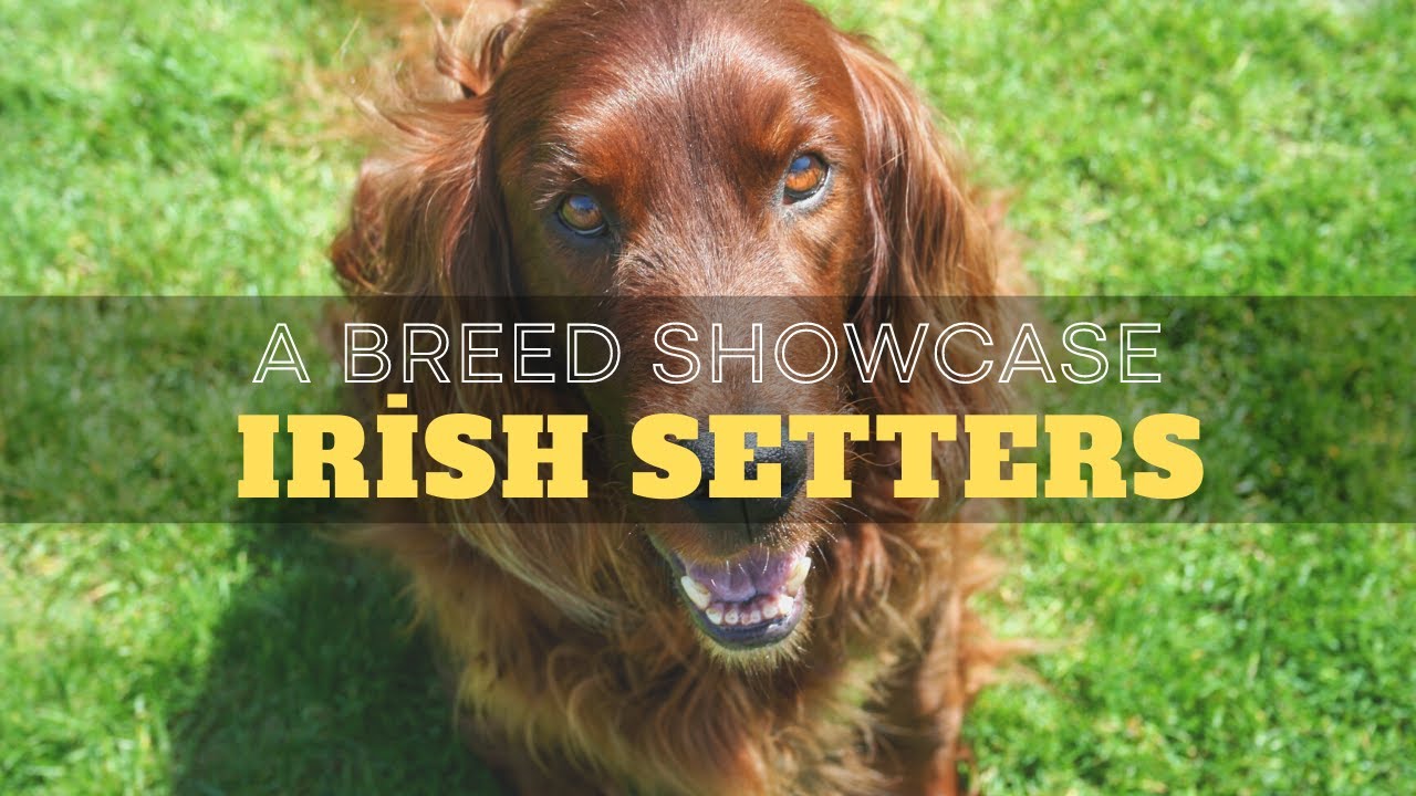 Top 10 Amazing Irish Setter Moments: A Breed Showcase - YouTube