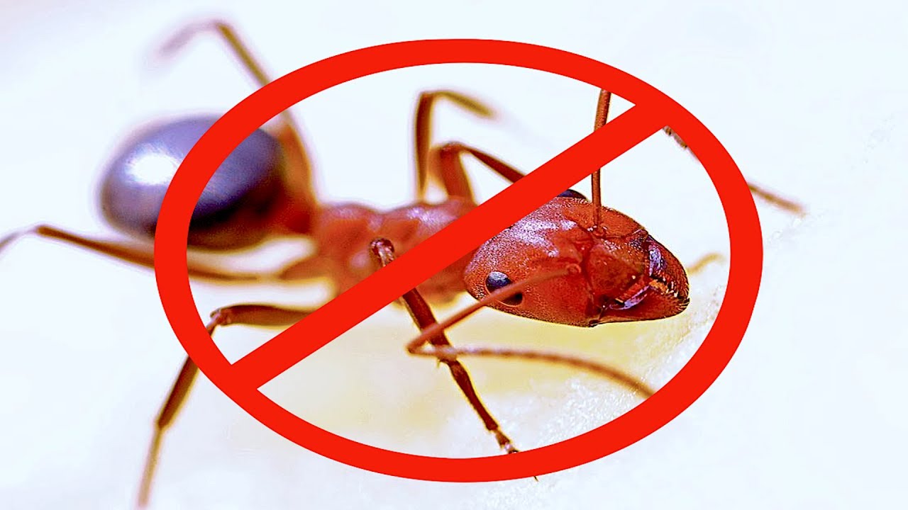 Repel Mosquitoes With ANTS? - YouTube