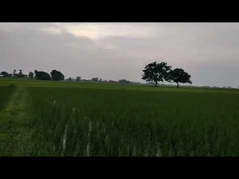 All Green || Dhan ki hariyali || Village photography || Agriculture || Former || Beauty of Village