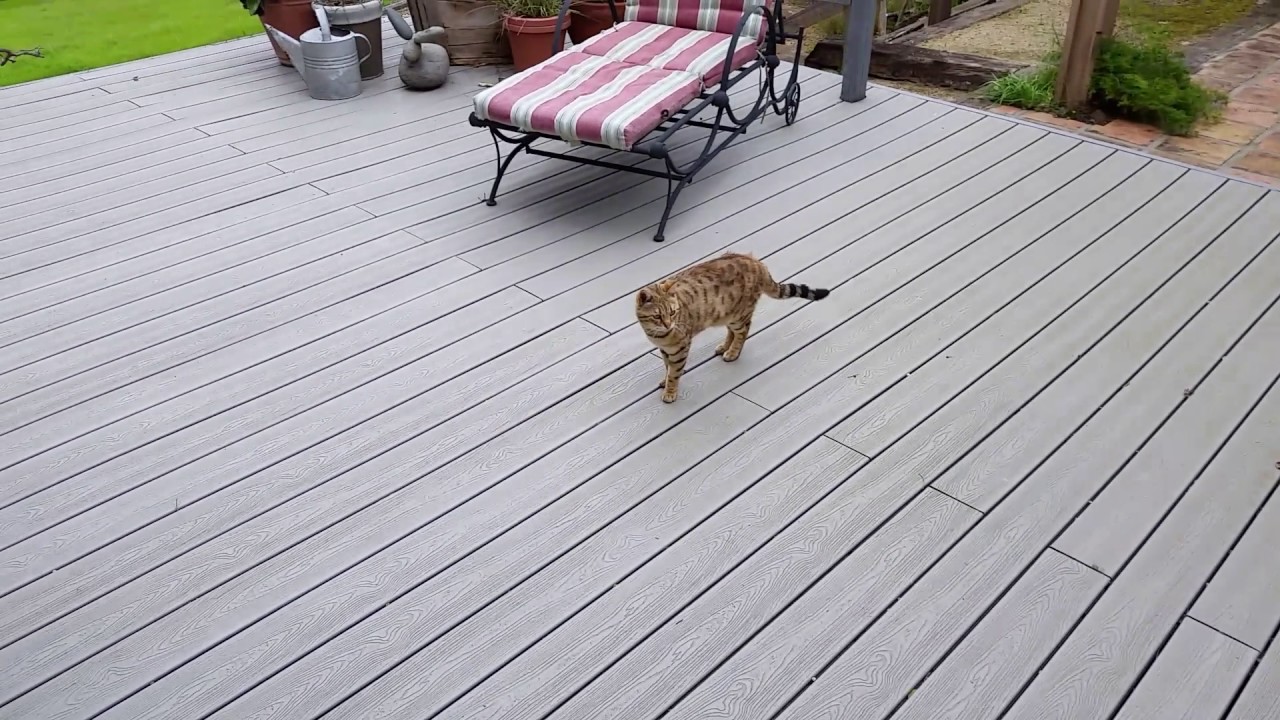 Bengal cat with the loudest meow - YouTube